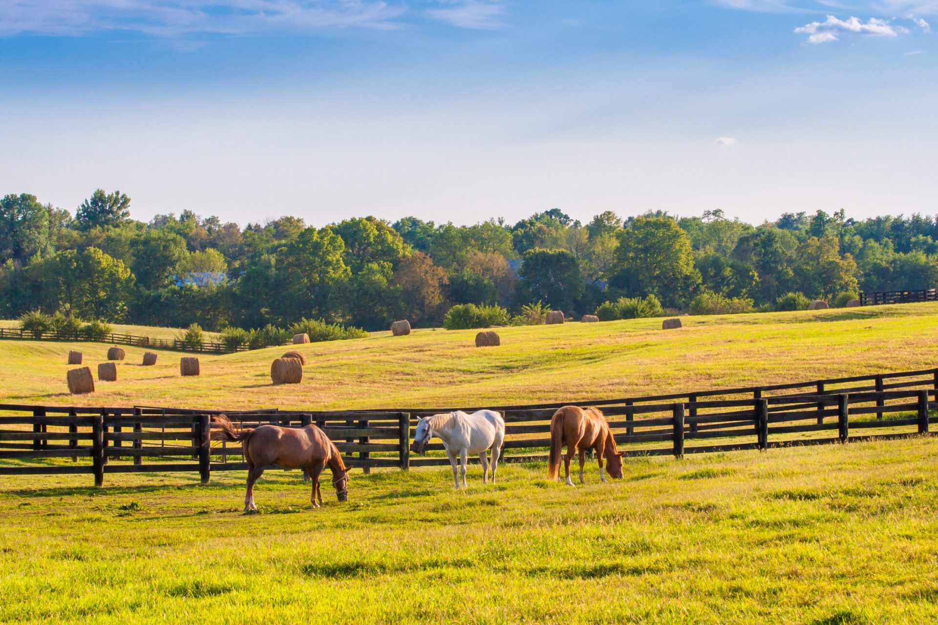 The Ultimate Guide to Lexington, Kentucky | To Travel The World